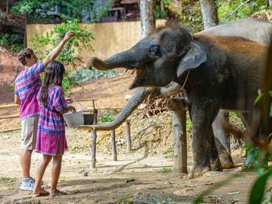 Patong Elephant Hug: A Heartwarming, Ethical Elephant Experience in ...