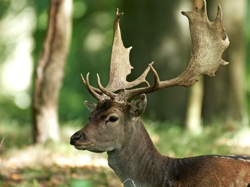 When do deer shed their antlers? And Why? Find out right here!