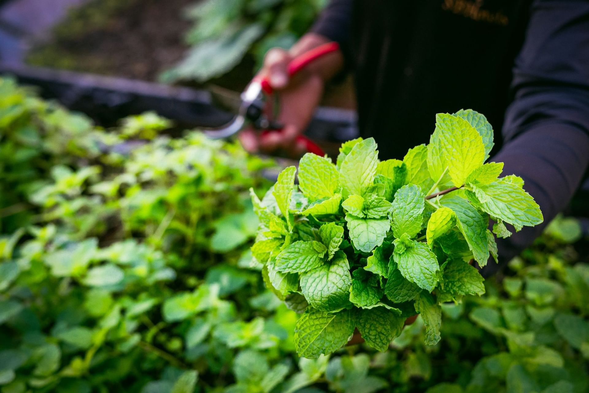 Restaurants near Santa Elena | Ficus Lodge