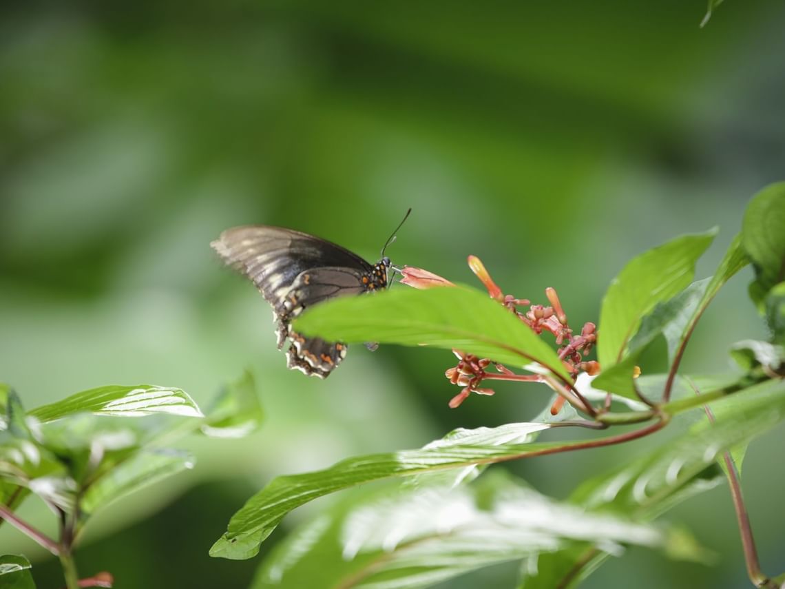 Butterfly Farm | Punta Leona Resort