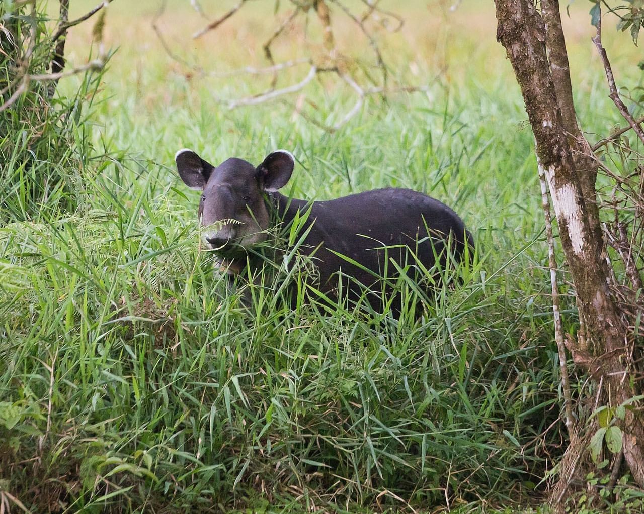 Tapir Valley Nature Reserve | Rio Celeste Hideaway Hotel