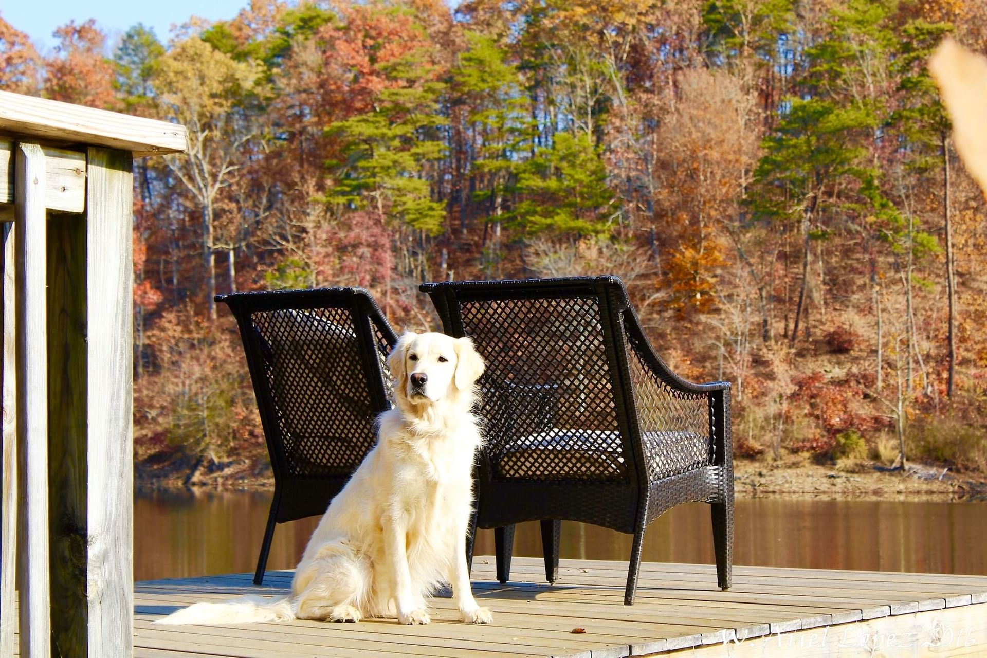 Pet Friendly Hotel - The Clifton