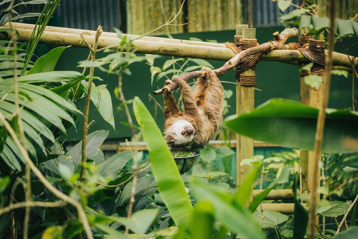 Monteverde Tours | Ficus Lodge