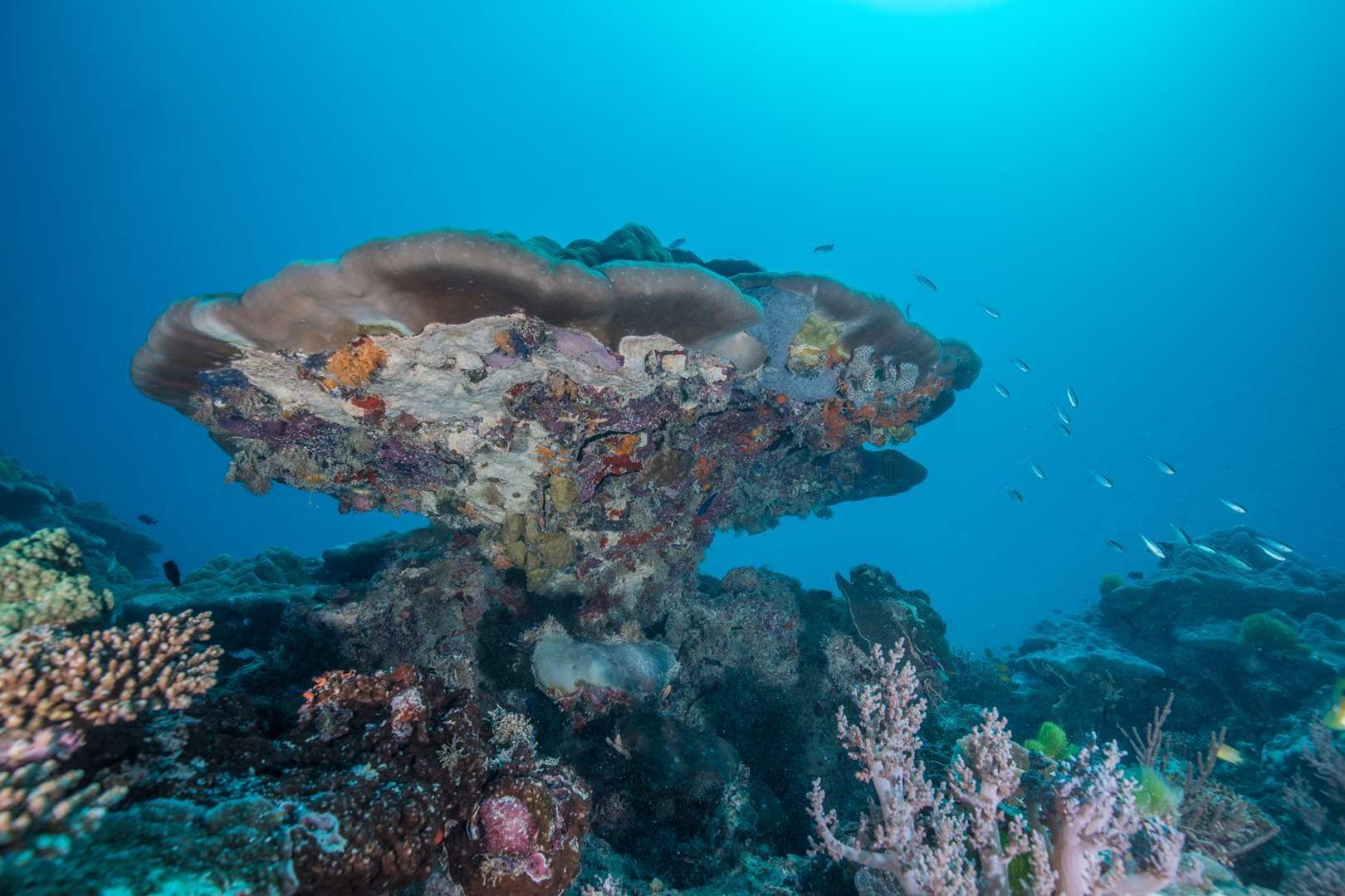 Top 10 Dive Sites | Heron Island