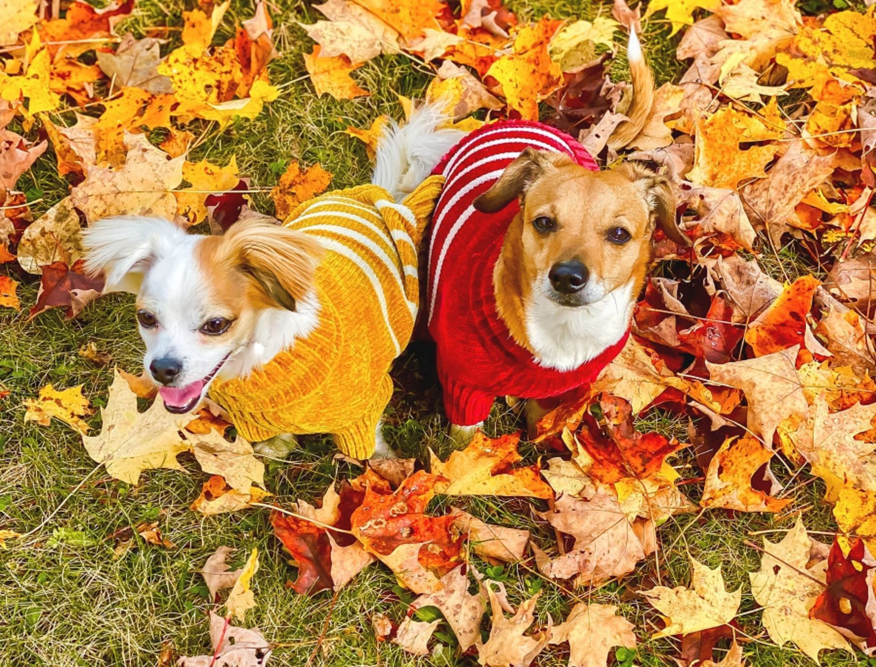 The Manchester View - Hotel In Manchester VT