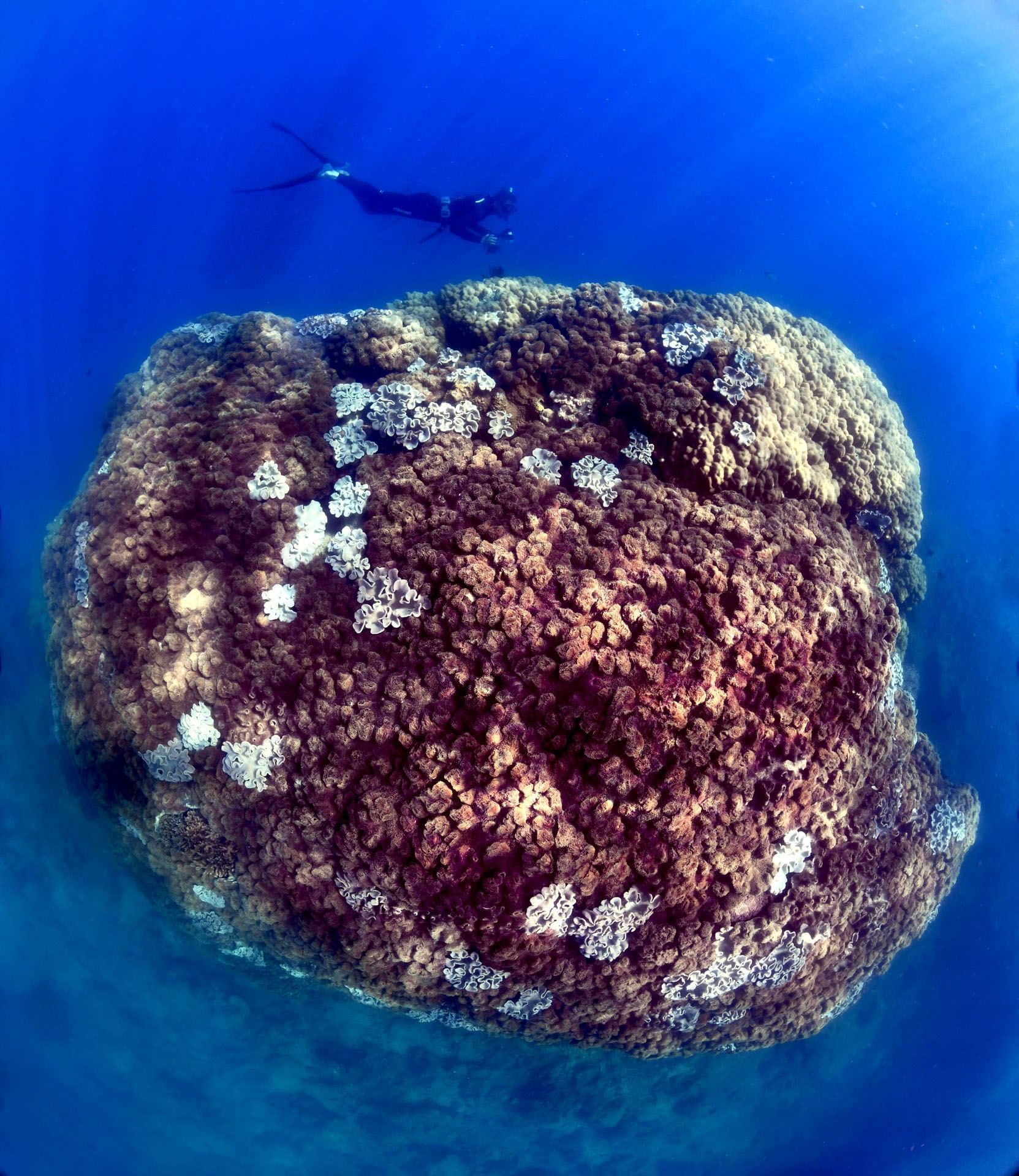 Commitment to Sustainability & Eco-Tourism | Daydream