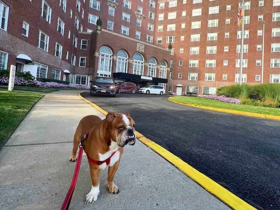 Dog-Day Getaway Pet Package - Berkeley Oceanfront Hotel NJ