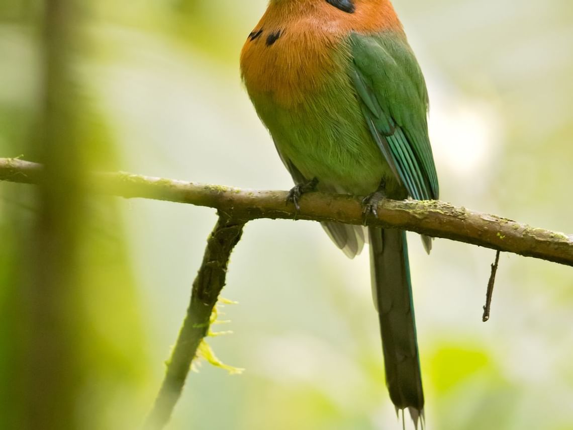 The Birds of Machu Picchu | Sumaq Hotel