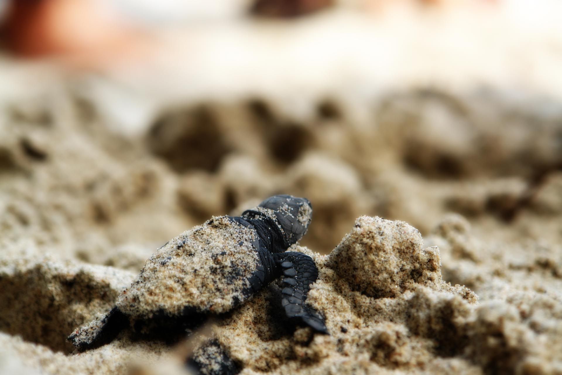 Regenerative and Sustainable Tourism | Punta Leona