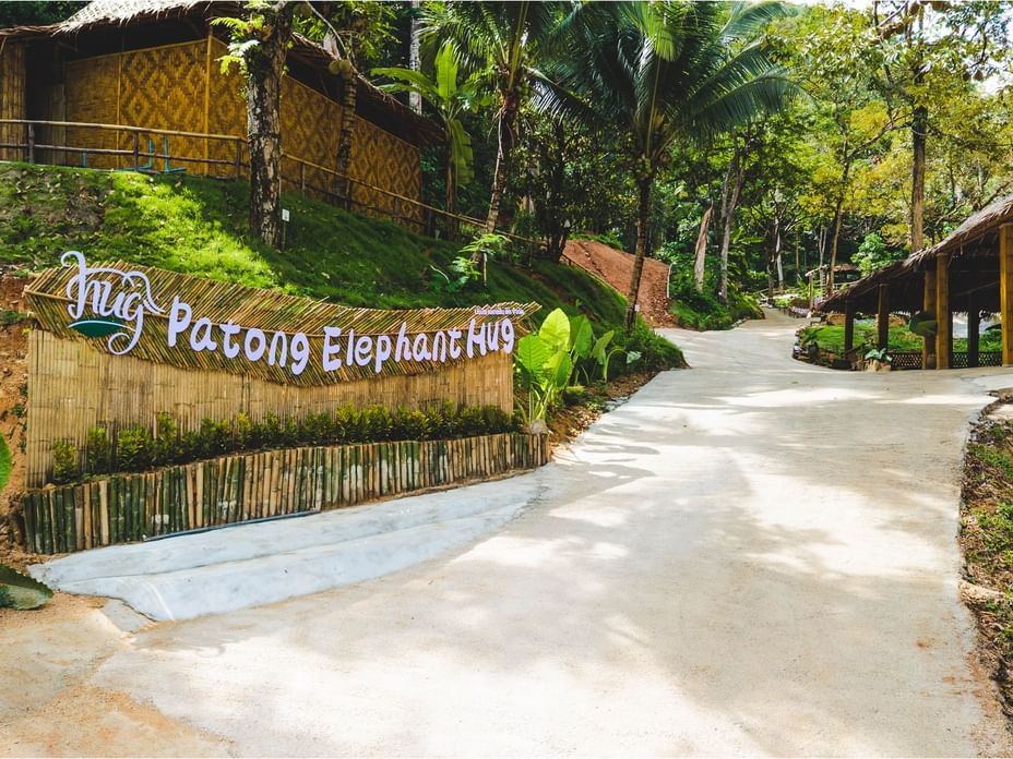 Patong Elephant Hug: A Heartwarming, Ethical Elephant Experience in ...