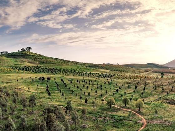 Discover National Arboretum Canberra | Knightsbridge Canberra