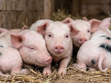 Bocketts Farm: A Day Out In Surrey