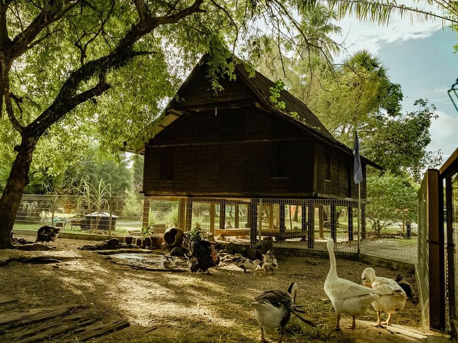 Experience Kiki Farm in Pelangi Resort