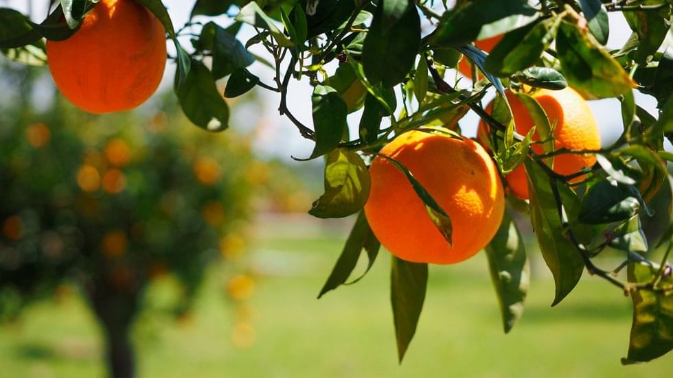 Blog | Que hacer en Soller | Ideas de viaje en Soller y alrededores