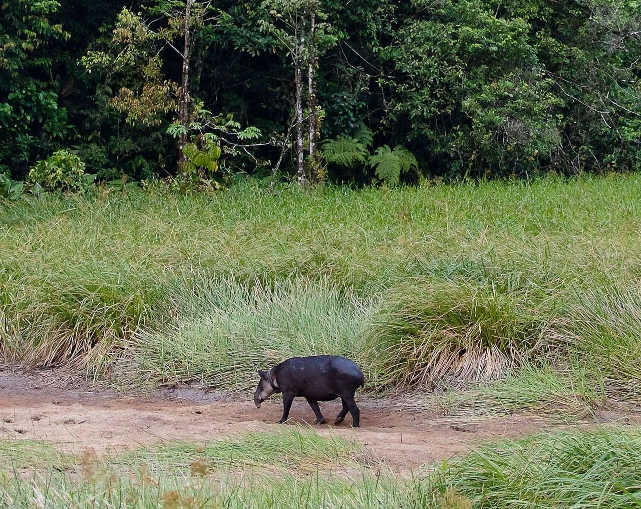 Tapir Valley Nature Reserve | Rio Celeste Hideaway Hotel
