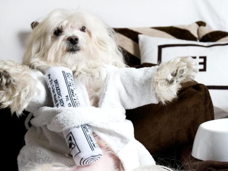 VIP Pet Package | Hotel Deals at the Empire Hotel New York