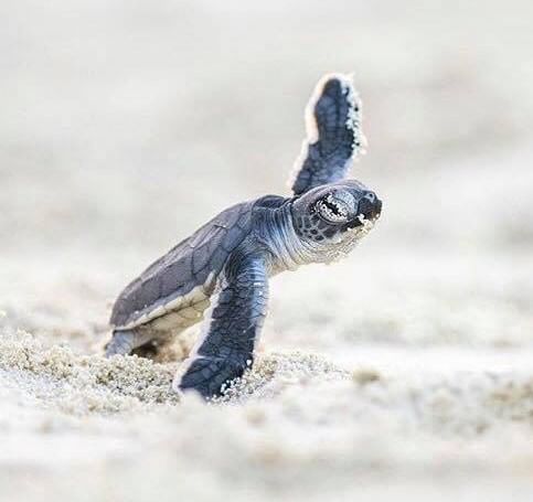 Turtle Season has begun at Heron Island, Great Barrier Reef.