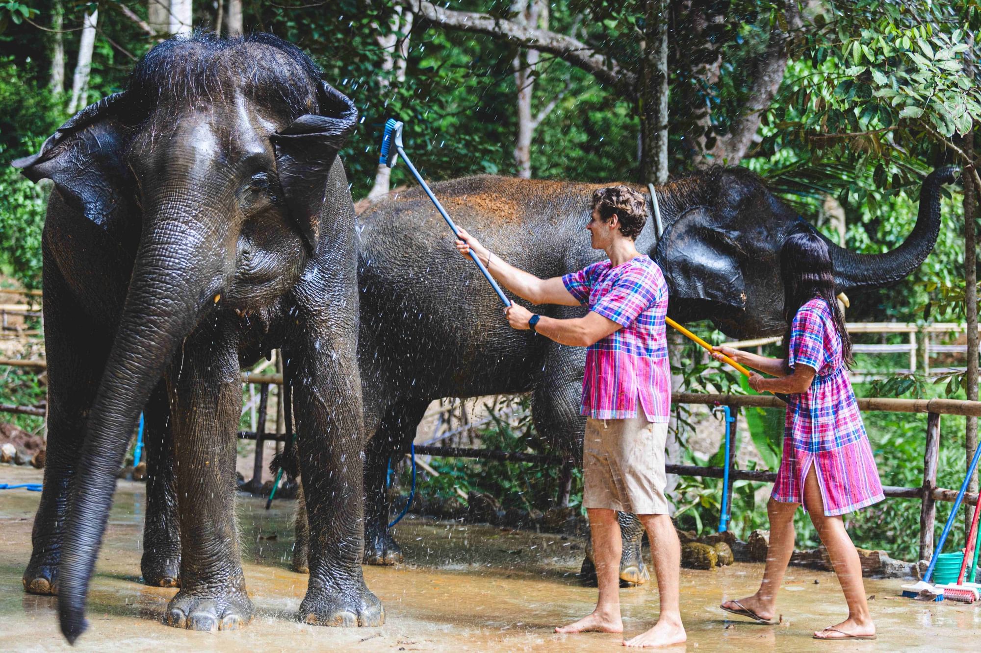 Ethical Elephant Sanctuary in Phuket - Patong Elephant Hug