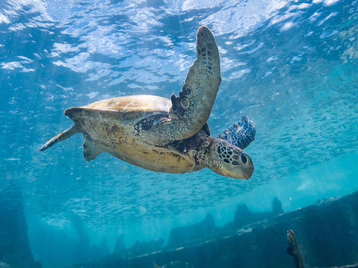 Turtle Experience Package at Heron Island