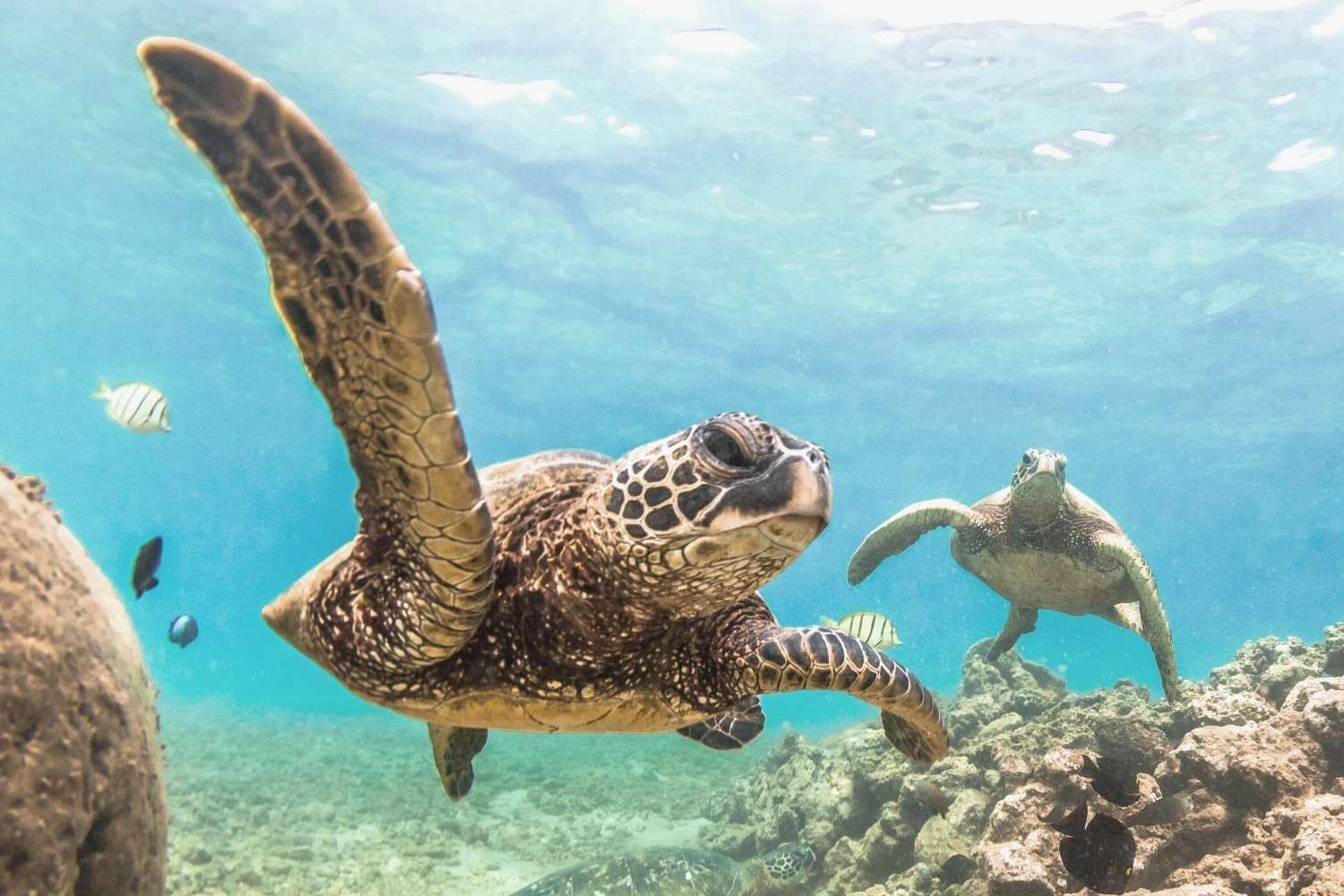 Where to See Turtles in Oahu: Turtle Sightseeing Beaches