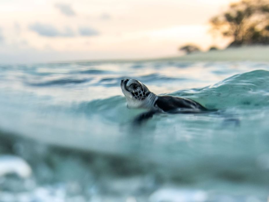 Turtle Experience Package at Heron Island