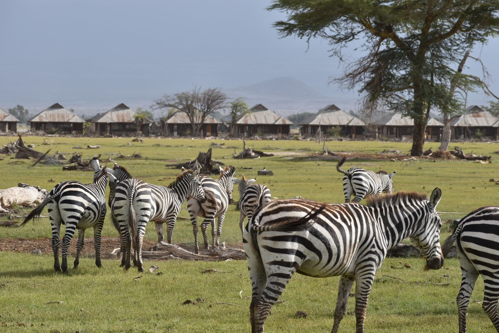 Amboseli Serena Safari Lodge Gallery | Kenya Safari Hotel | Kilimanjaro ...