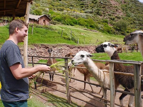 Awanacancha: refuge for South American camelids and textile culture ...