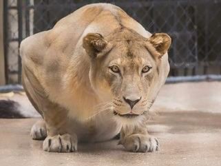 Hope Zoo | Jamaica Attractions