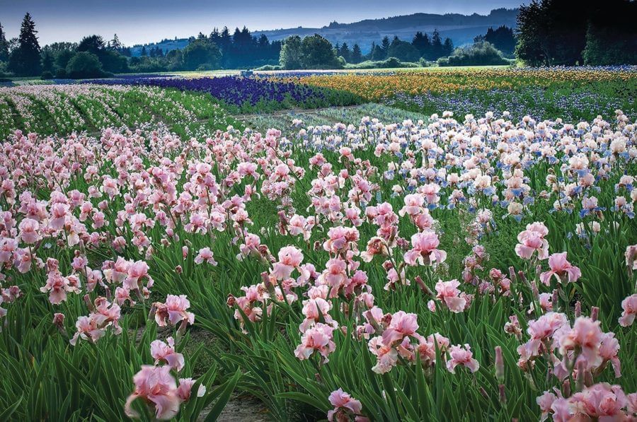 Family-Friendly Activities - Near the Oregon Garden Resort