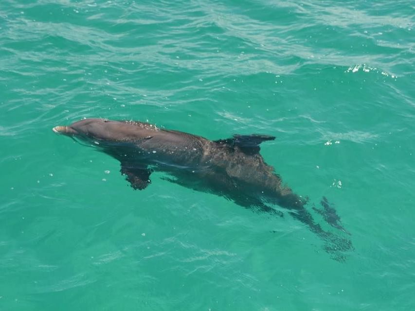 Friendly Dolphin - Jo Jo, Grace Bay’s - The Somerset on Grace Bay