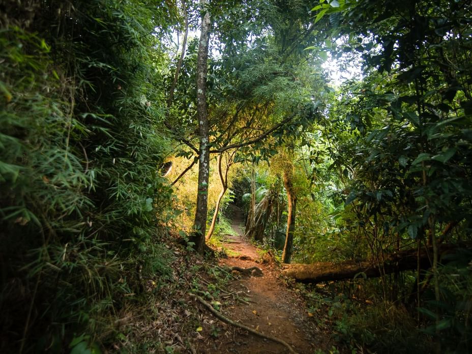 Nature Trails - Summit Rainforest Golf and Resort