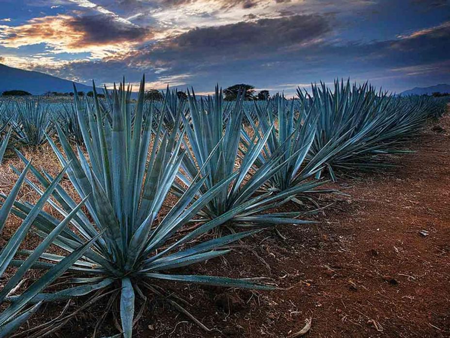 Tequila Magic Town | Hotel Guadalajara Plaza Expo Business Class