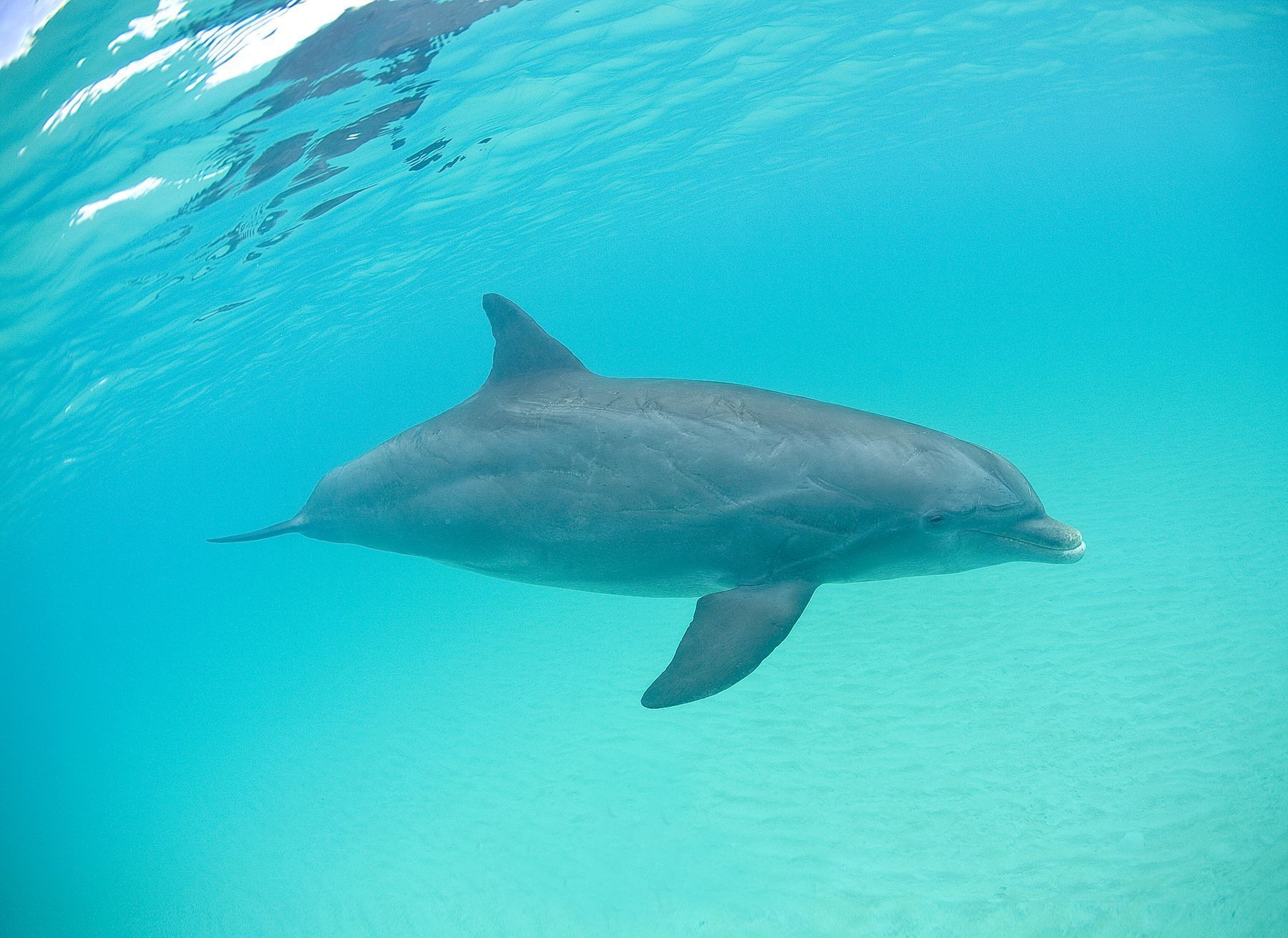 Turks & Caicos Snorkeling | The Reef at Windsong Resort