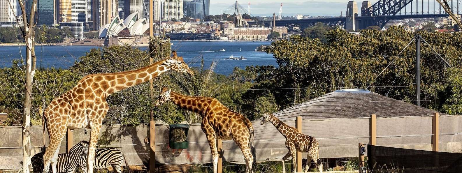 Taronga Zoo Sydney | Novotel Sydney Darling Harbour | Sydney Hotels