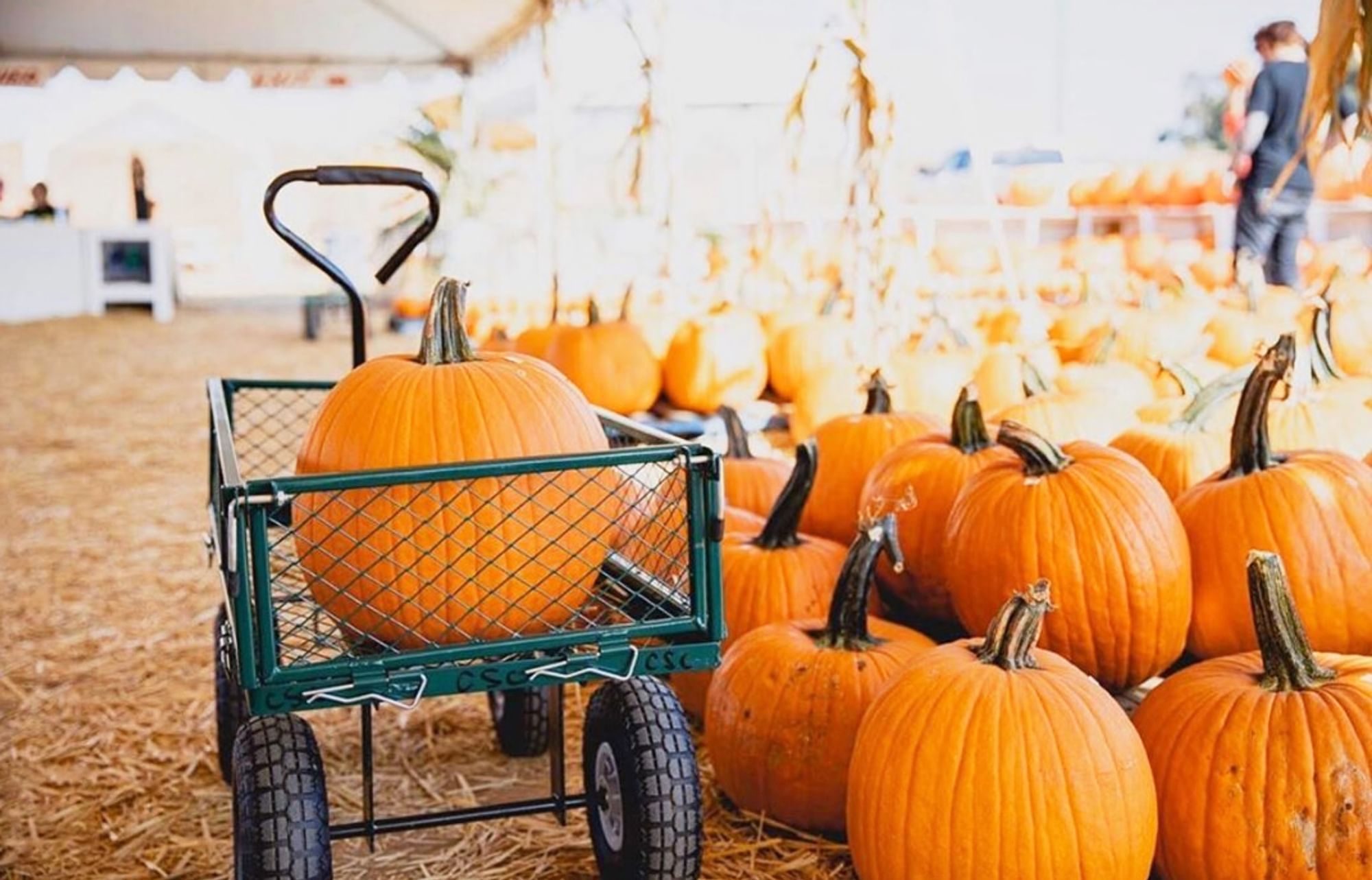 Fall Activities In Carlsbad CA Things To Do Carlsbad By The Sea fall-activities-in-carlsbad-ca-things-to-do-carlsbad-by-the-sea