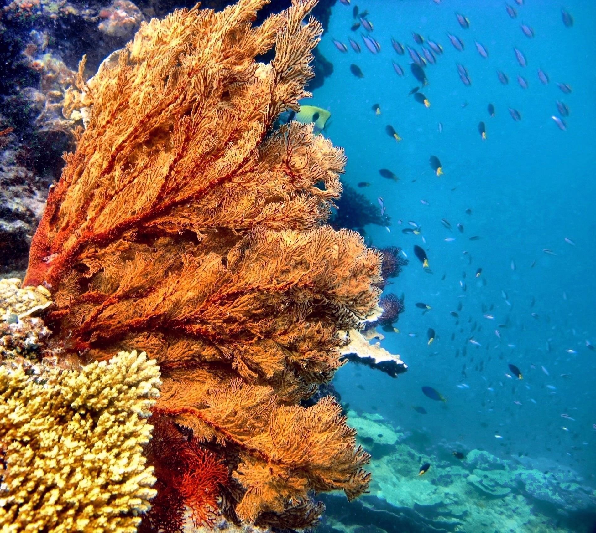 Top 10 Dive Sites | Heron Island