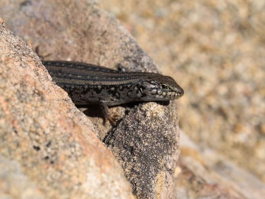 Wildlife - Lizards, Snakes and Frogs | Blog | Strahan Village Hotel
