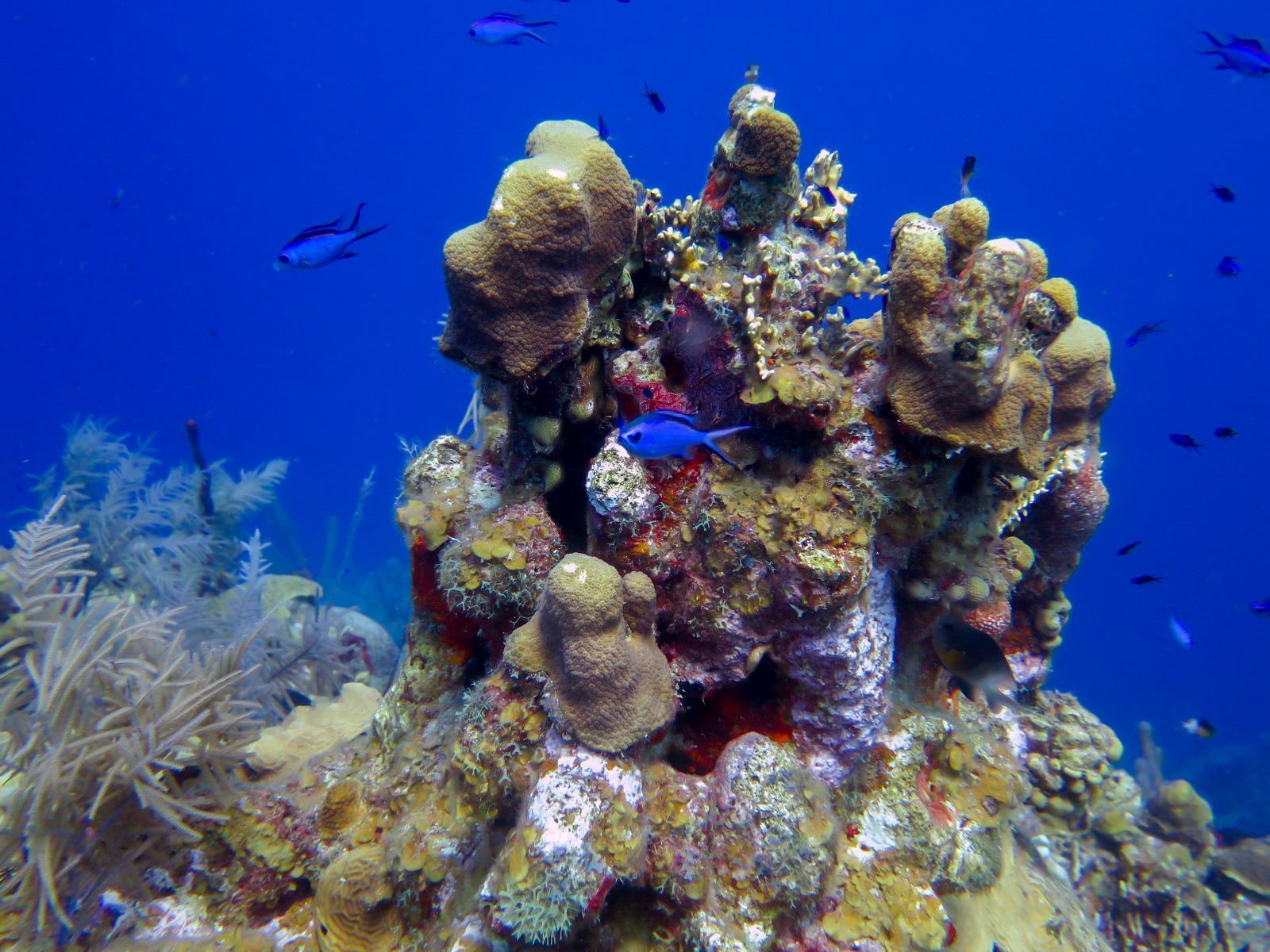 Excursions | Alaia Belize