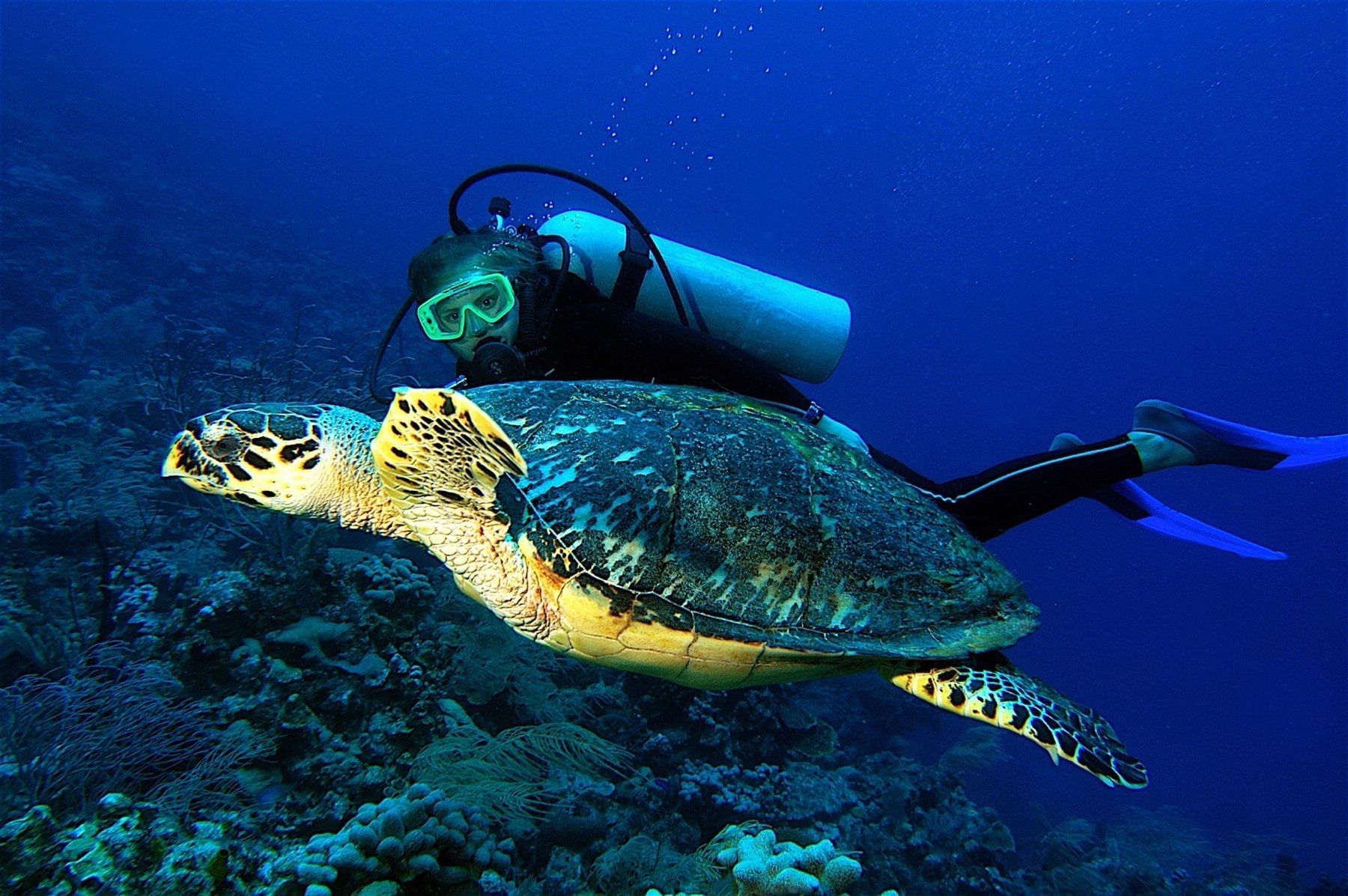 Scuba Diving en Roatán Honduras - Infinity Bay Resort