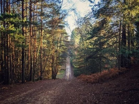 Swinley Forest | A Bracknell Forest Activity Guide