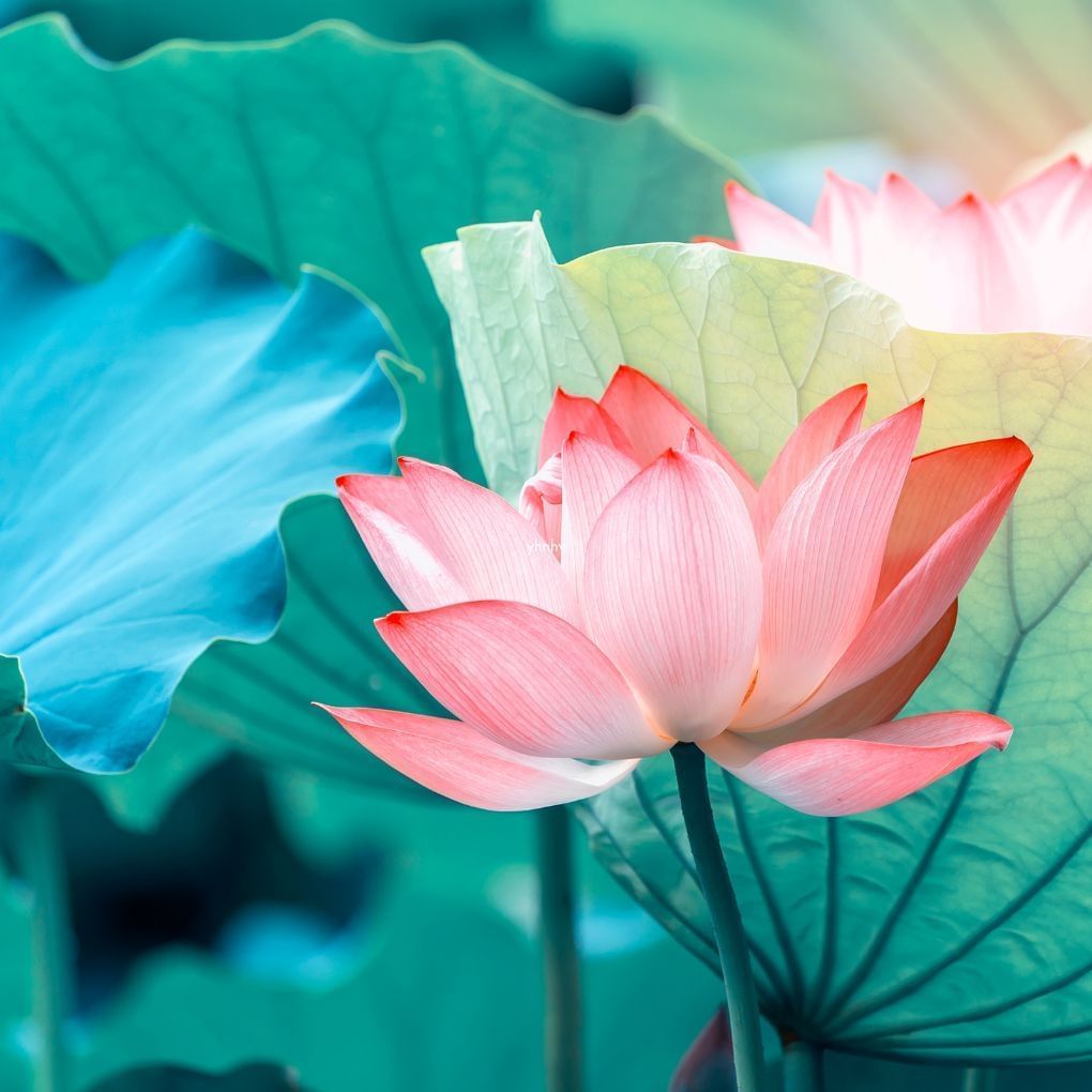 Lotus Spa & Lounge | Summit Lodge Whistler