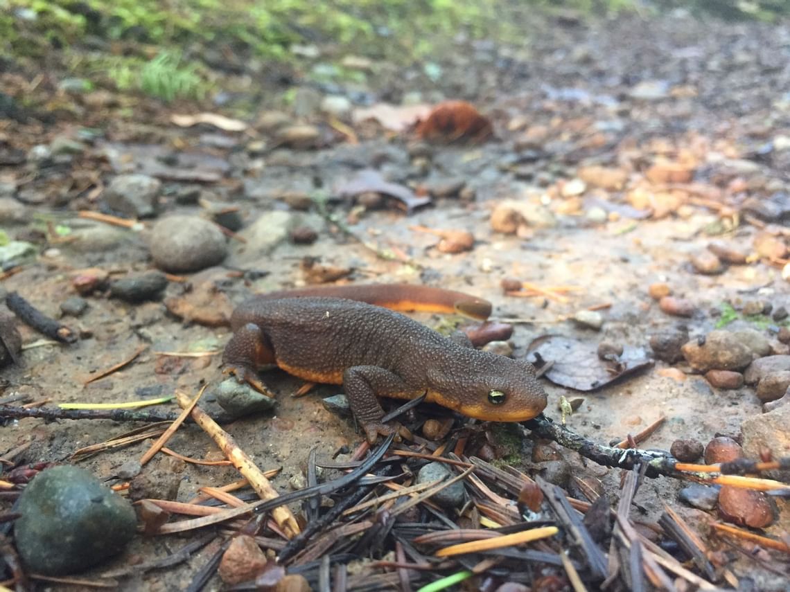 Eye of Newt - Alderbrook Blog