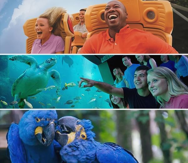 Vacation packages with Legacy Vacation Resorts