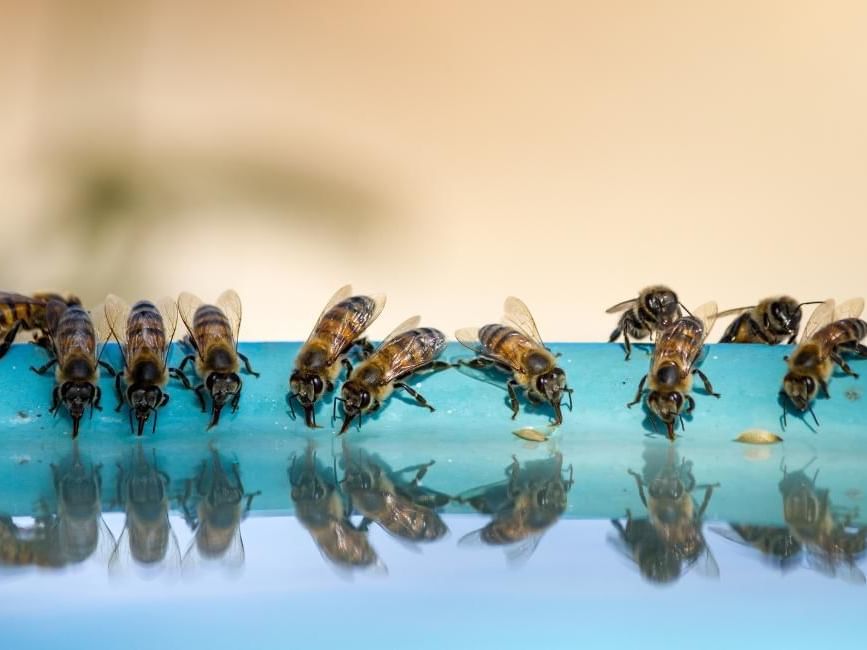 How Do Bees Drink? Unveiling the Secrets of Bee Hydration | hotel Blog