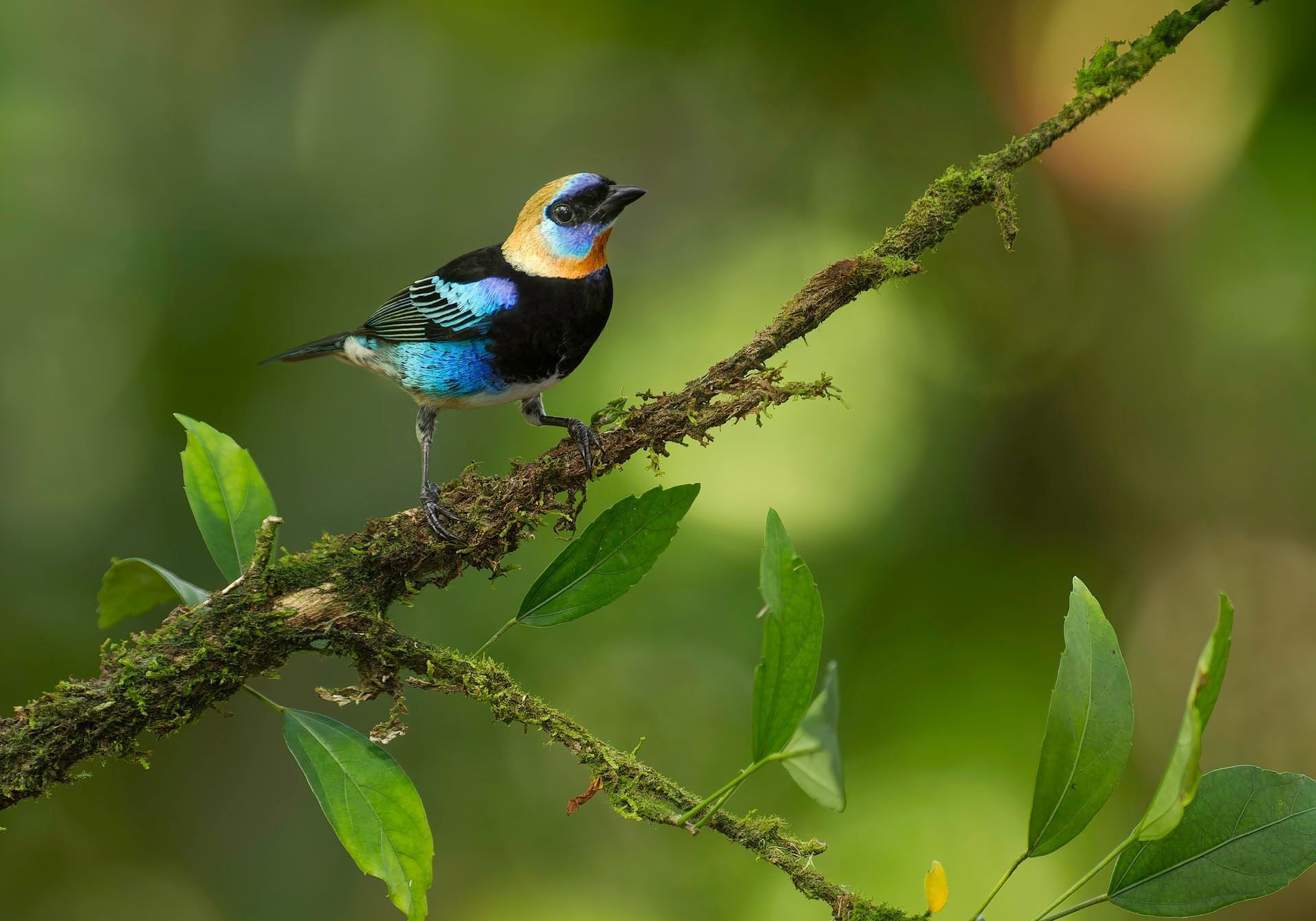 Bird Watching Costa Rica | Rio Celeste Hideaway Hotel