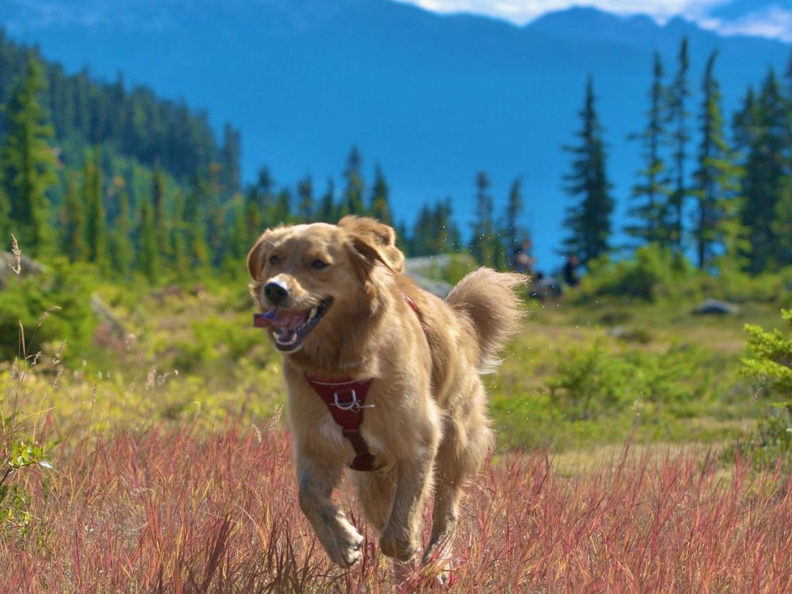 Whistler Pet-Friendly Guide | Paradox Summit Lodge