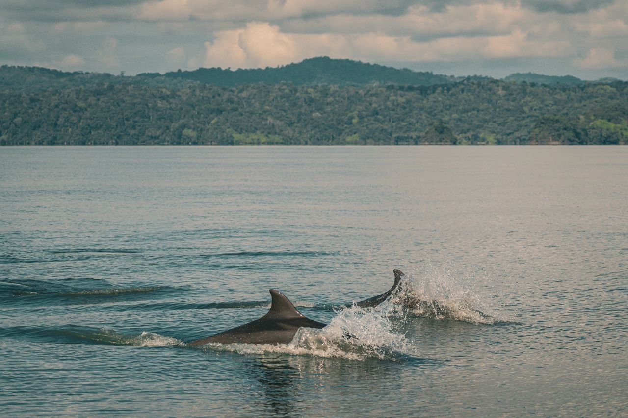 Explore the Area | Marina Bahía Golfito, Costa Rica