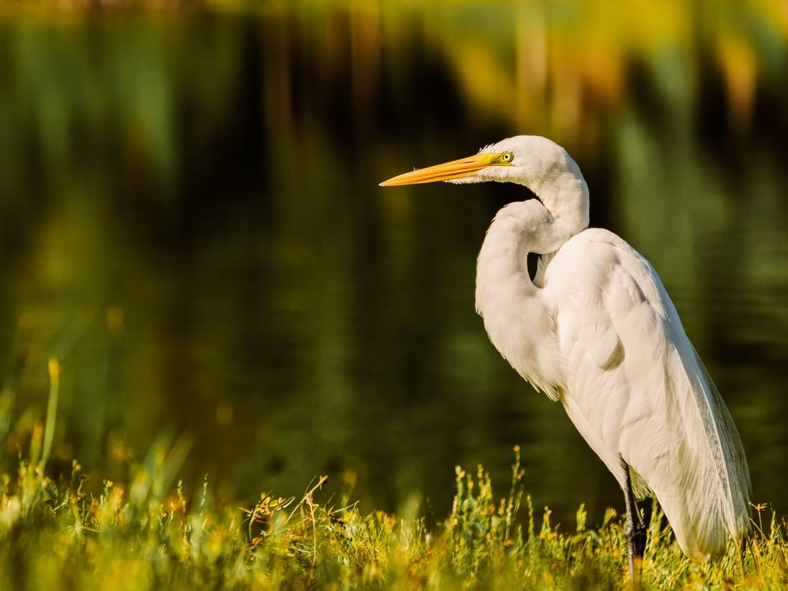 Stone Harbor Bird Sanctuary - ICONA Resorts