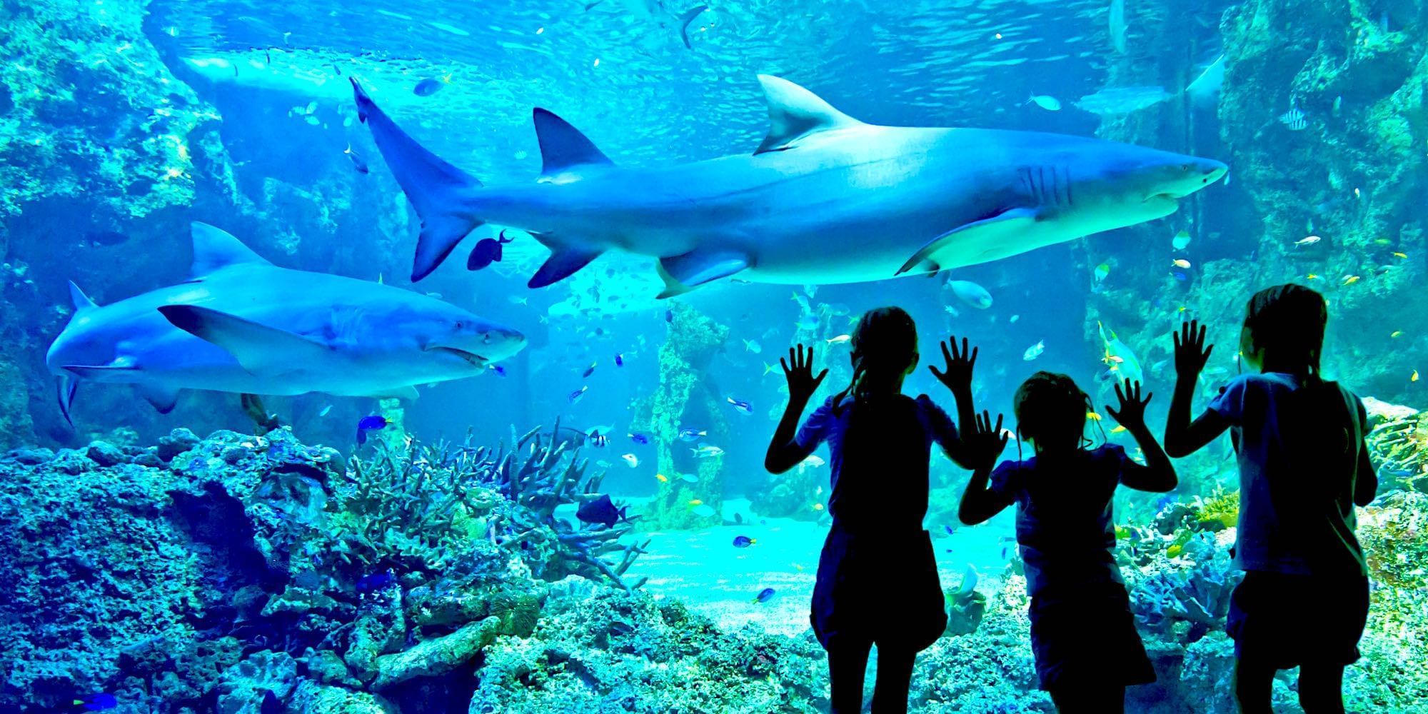 Sydney Aquarium 📷🦈 Need A New EPIC Profile Pic? Join Us For