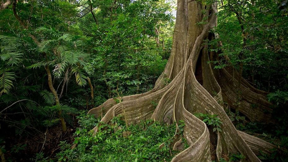 Why visit Guanacaste? Find out here… | News at Buena Vista del Rincón ...
